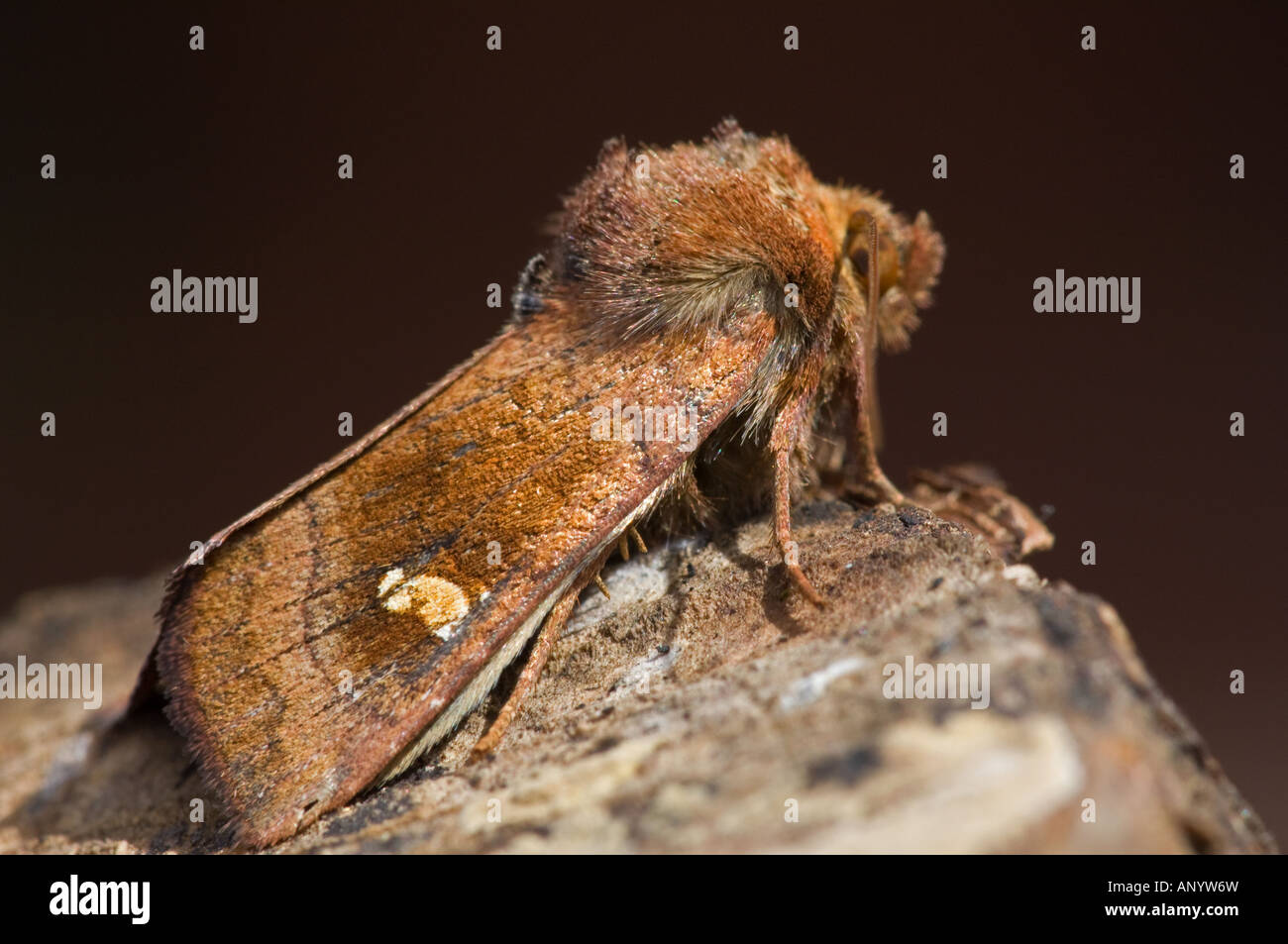 Large ear moth hi-res stock photography and images - Alamy