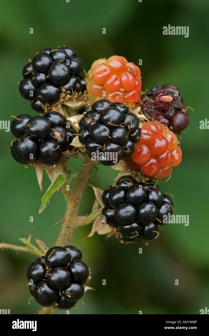 Rubus fruticosa hi-res stock photography and images - Alamy