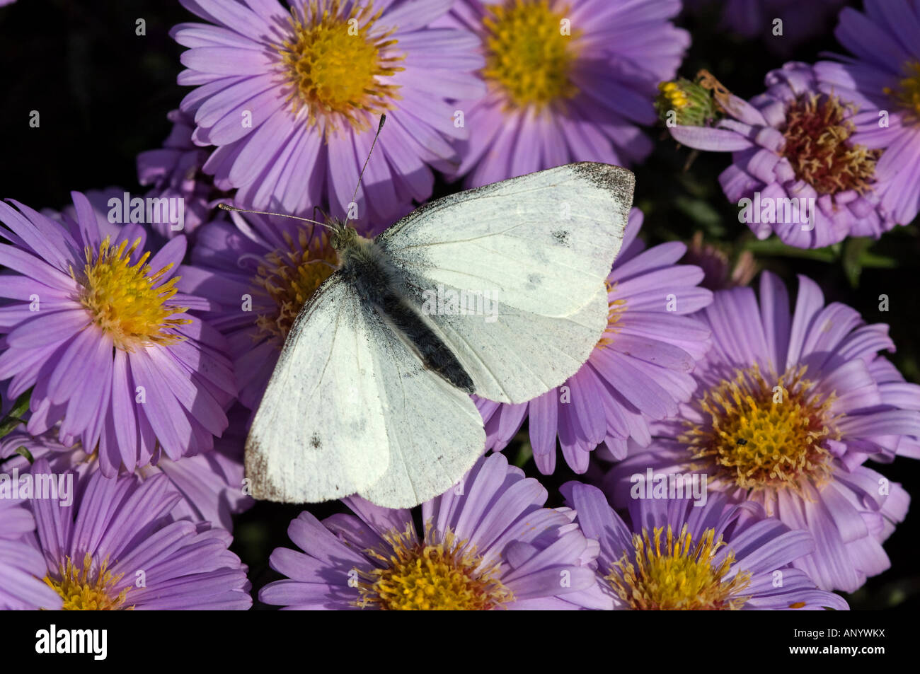 Small white pieris hi-res stock photography and images - Alamy