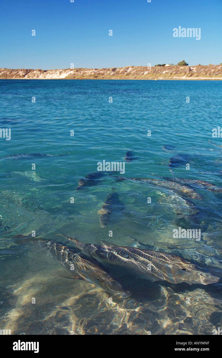 Marine conservation zones hi-res stock photography and images - Alamy