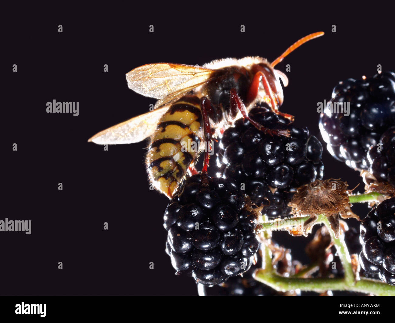 FRELON vespa carbo HORNET ANIMAL INSECTE INSECT FRELON vespa carbo ...