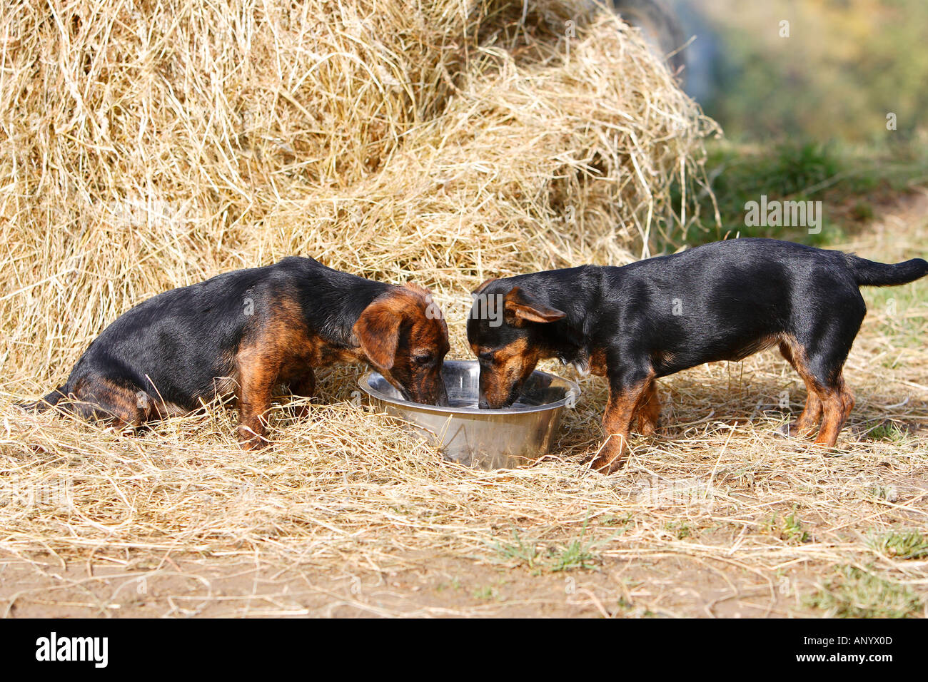 Black and tan Jack Russell puppies drink from a big water bowl England ...