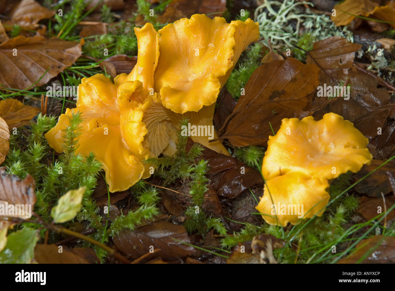 Chanterelle (Cantharellus cibarius) mushroom Stock Photo - Alamy