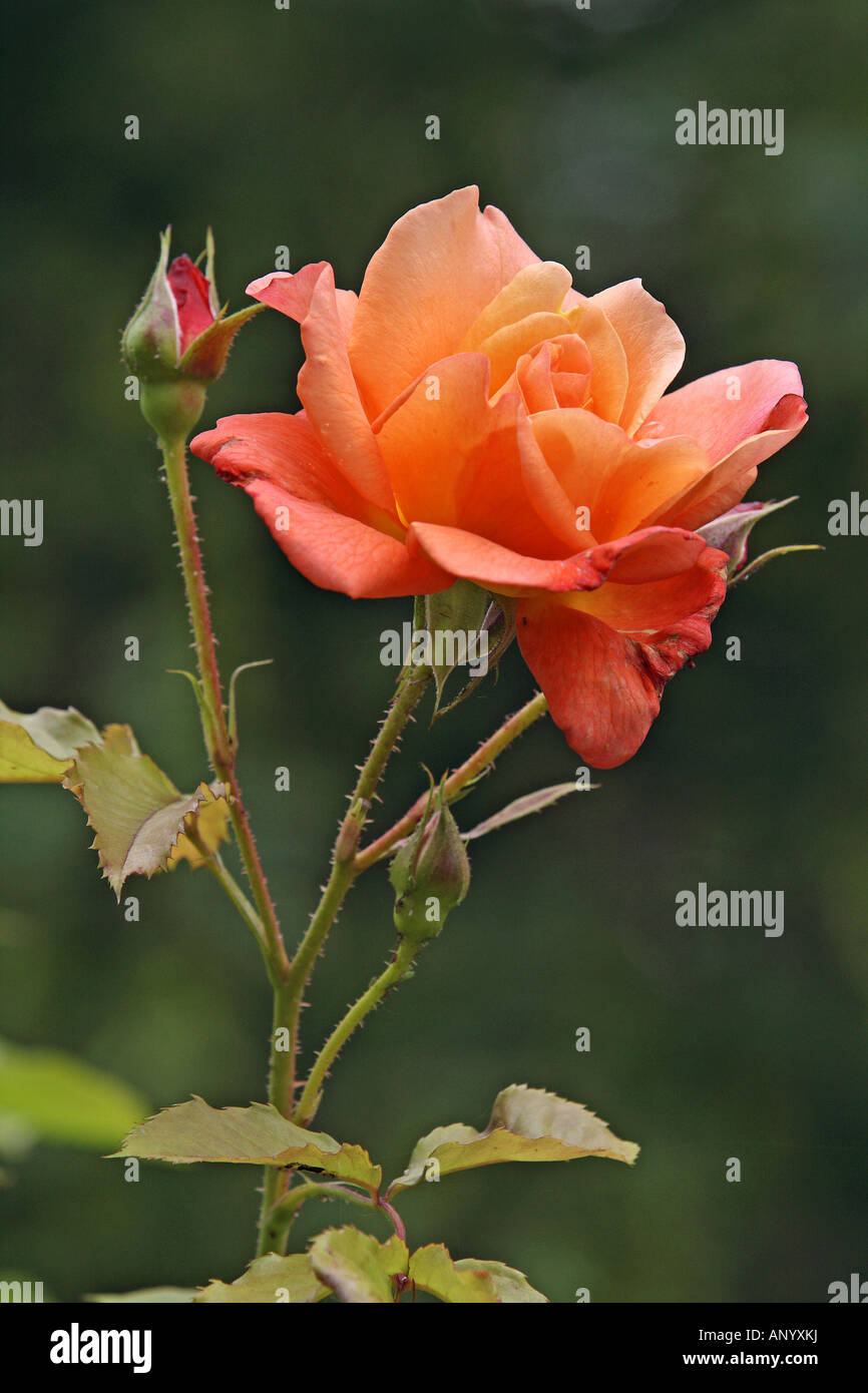 Corymbifera rose hi-res stock photography and images - Alamy