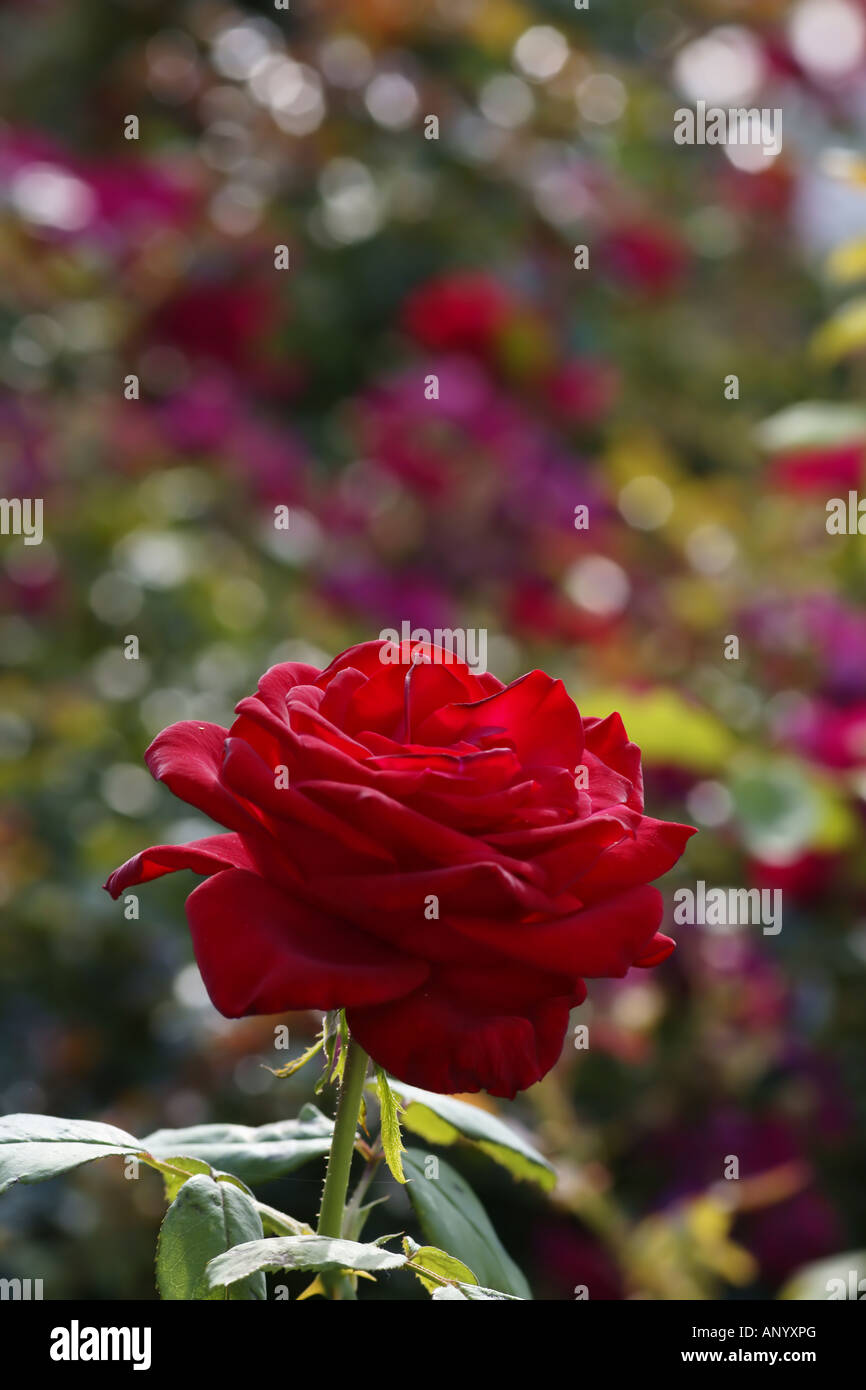 Beautiful red rose overlooking a sparkling rose garden Stock Photo - Alamy