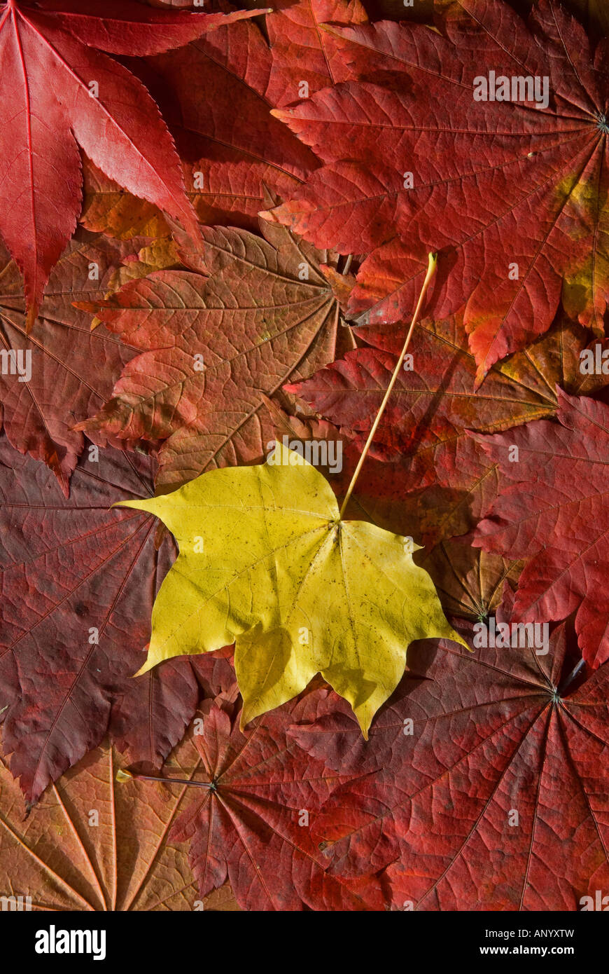 Fallen leaves, autumn colour Stock Photo - Alamy
