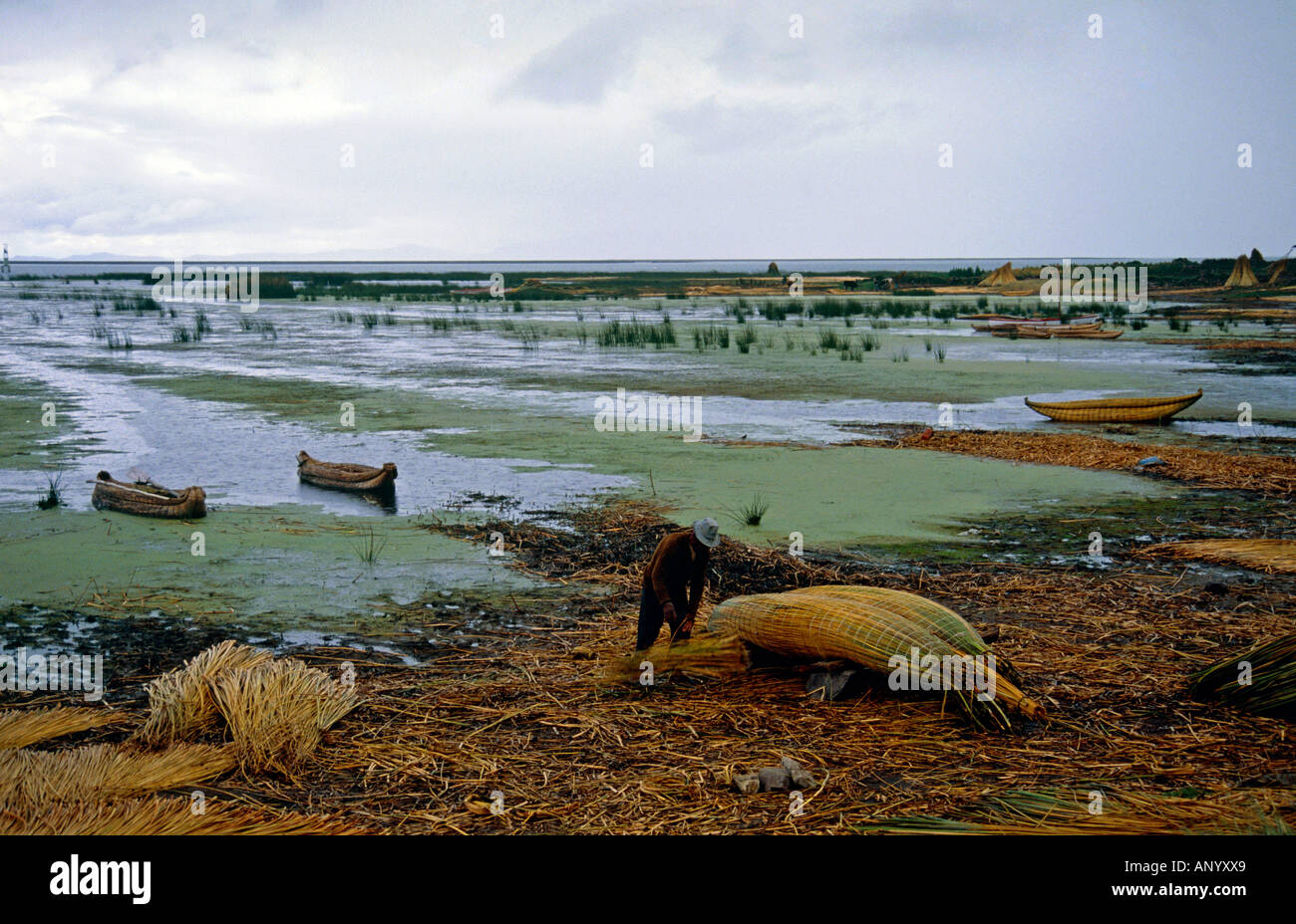 man of uros tribe building totora reed boat lake titicaca border area ...