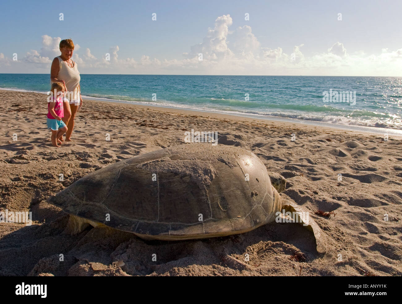an adult green sea turtle crawls back to the ocean after nesting Stock ...