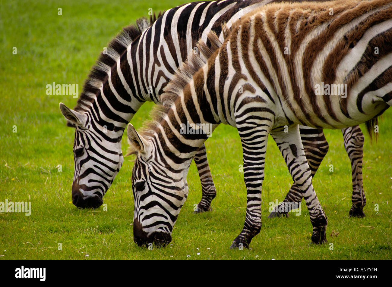 Zebra Fota Wildlife Park Cork Stock Photo - Alamy