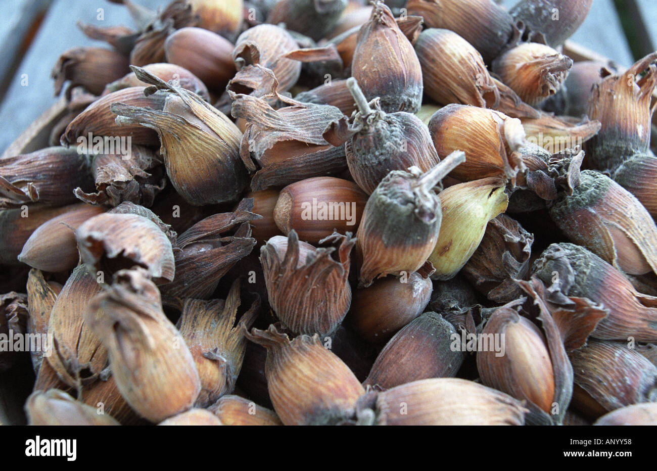 Kentish cobnuts hi-res stock photography and images - Alamy
