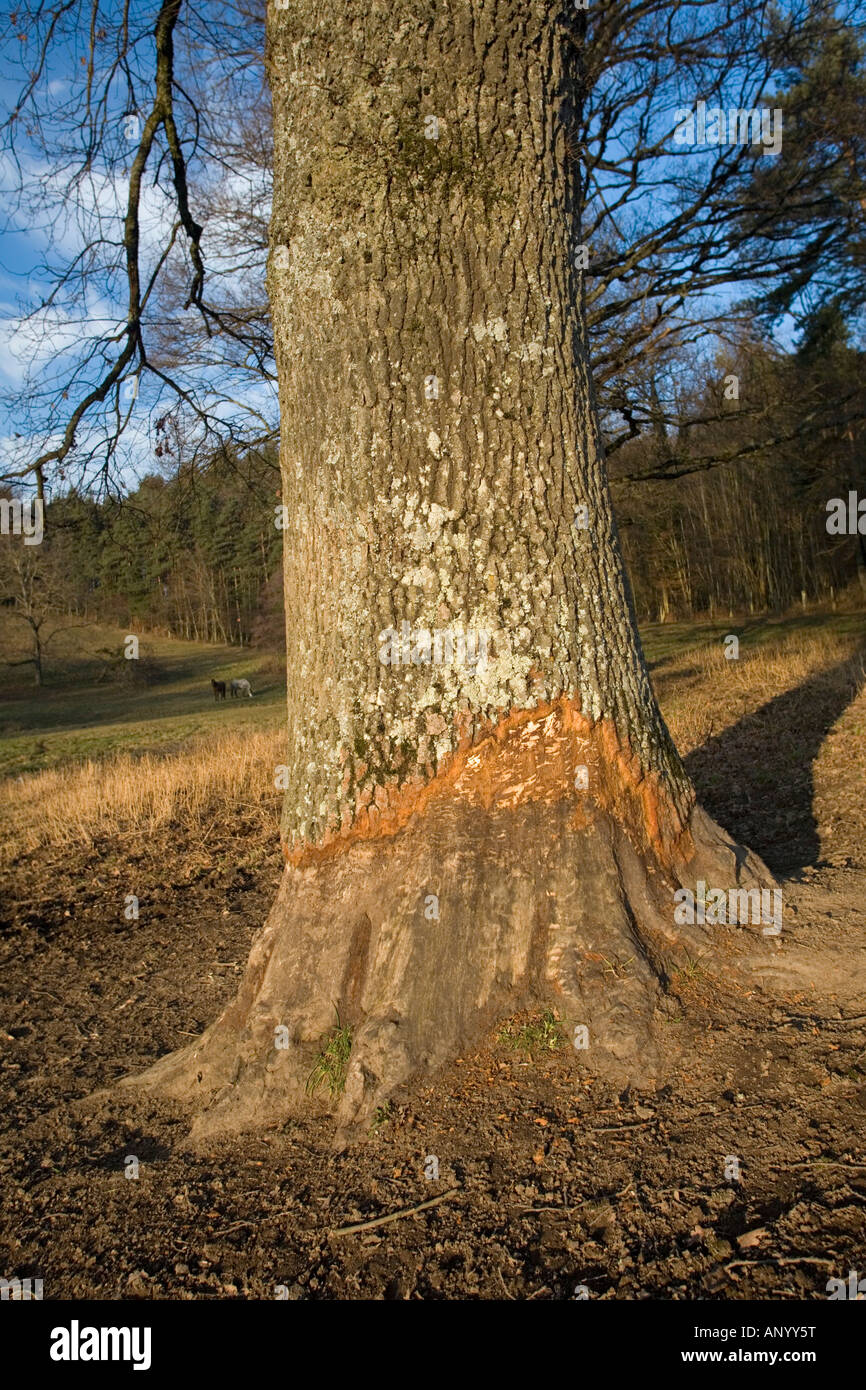 English oak bark hi-res stock photography and images - Alamy