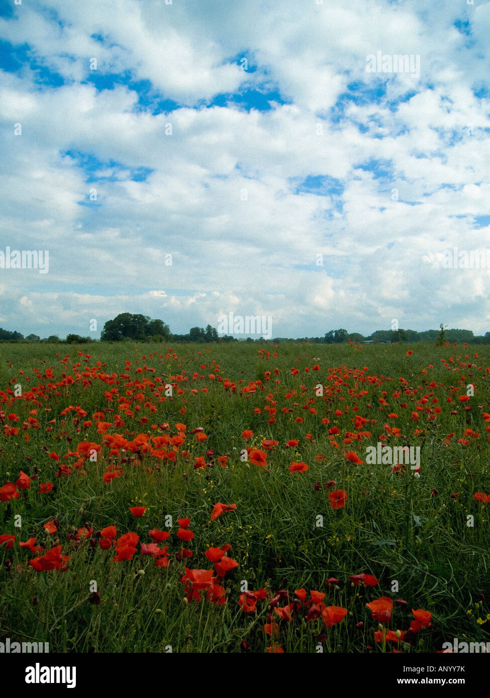 Poppies flowers blue sky clouds hi-res stock photography and images - Alamy