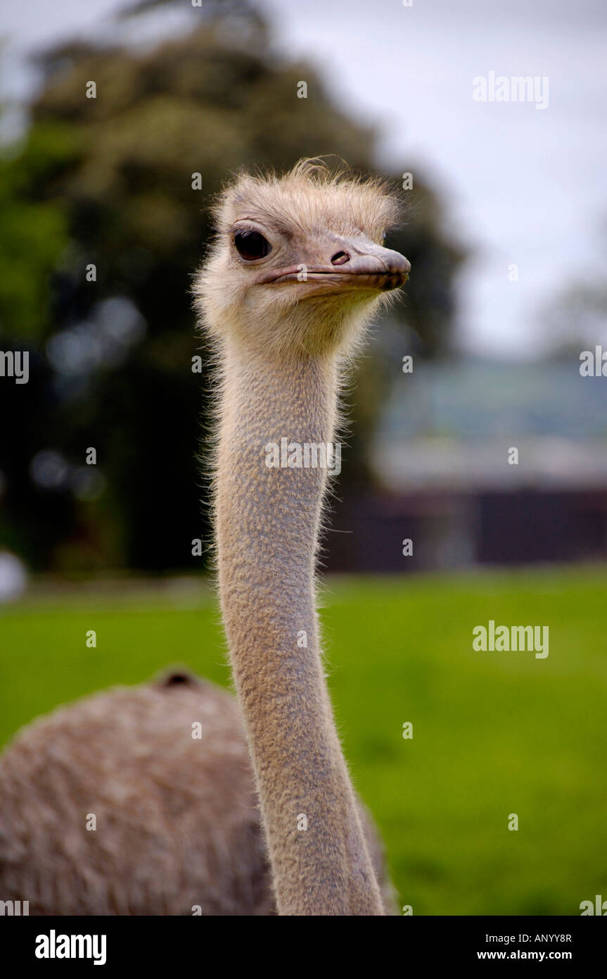 Fota wildlife park hi-res stock photography and images - Alamy