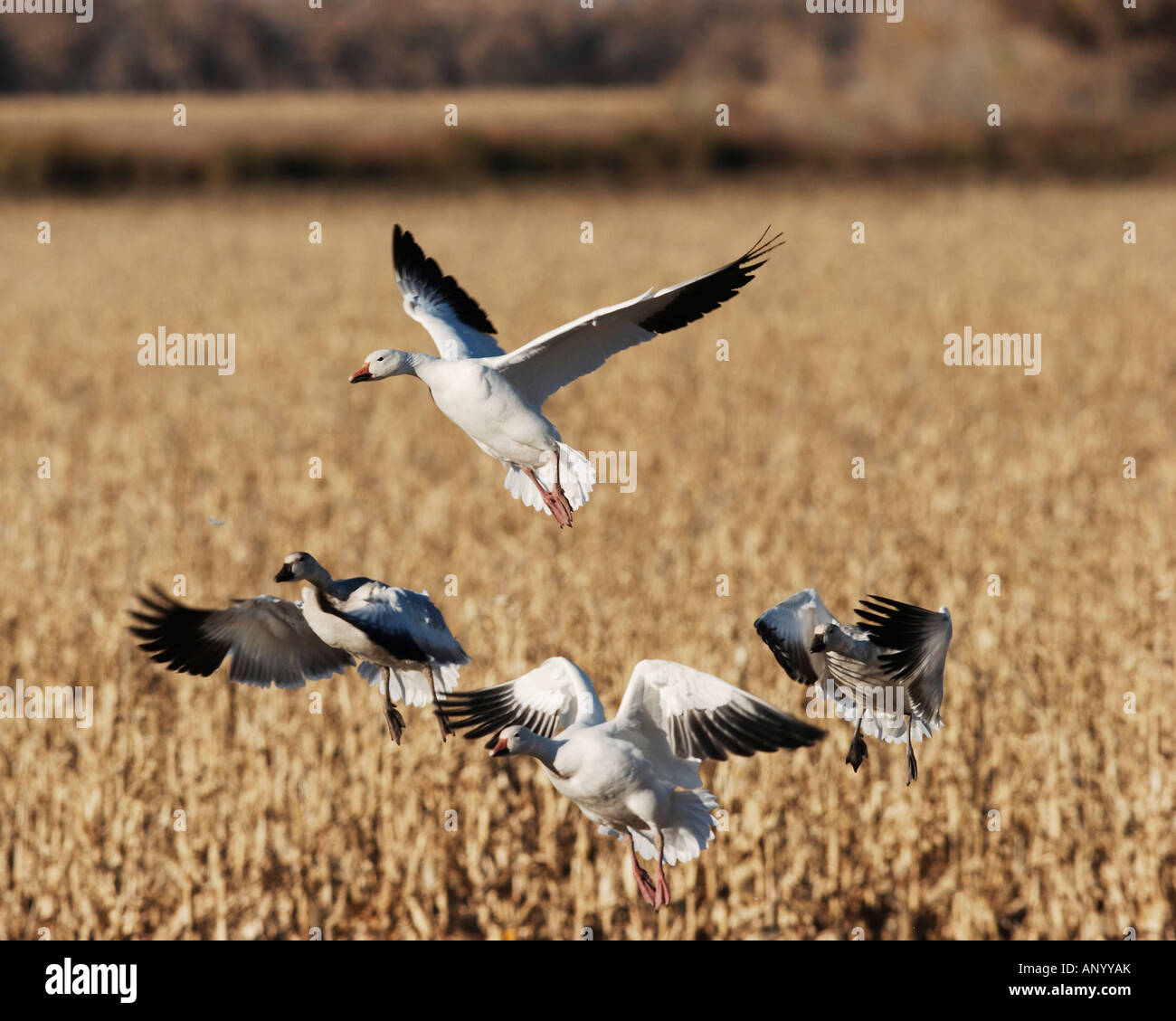Snow Geese landing in a corn field in Bosque del Apache New Mexico ...