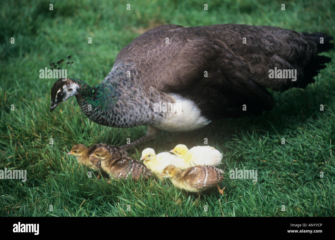 Peahen with chicks Stock Photo - Alamy