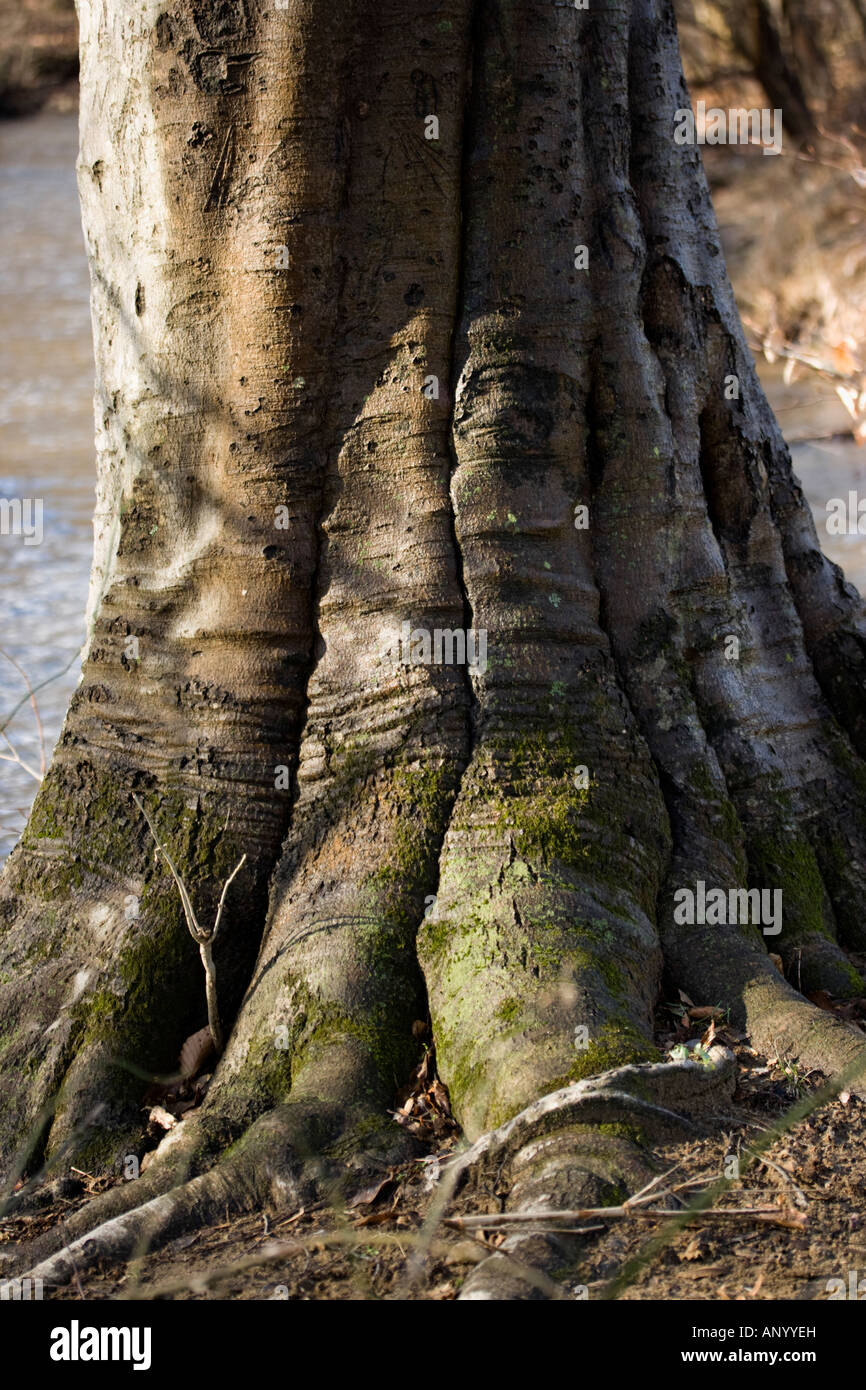 Silver beech tree hi-res stock photography and images - Alamy