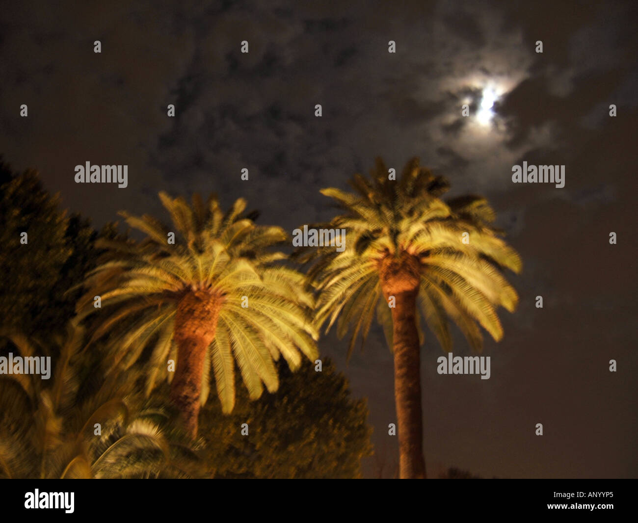 palm trees at night Stock Photo - Alamy