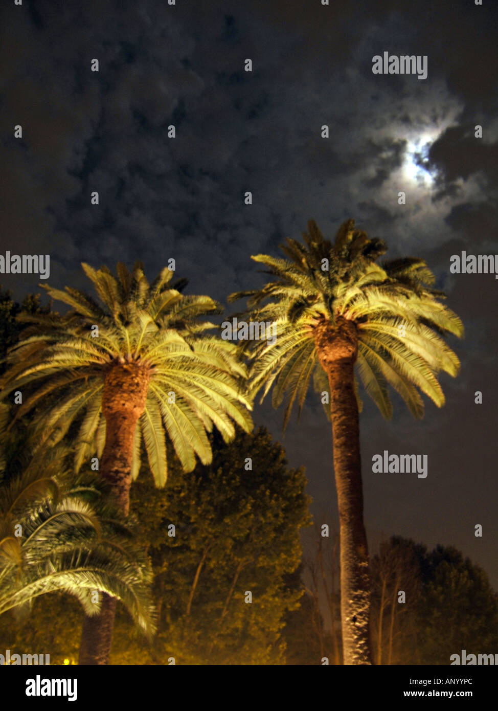 palm trees at night Stock Photo - Alamy