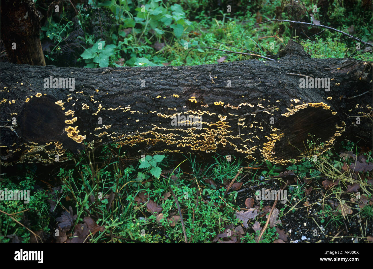 Saprophytic fungus Stereum hirsutum fruiting bodies on dead tree trunk ...