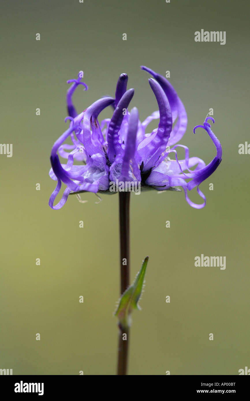 Horned rampion hi-res stock photography and images - Alamy
