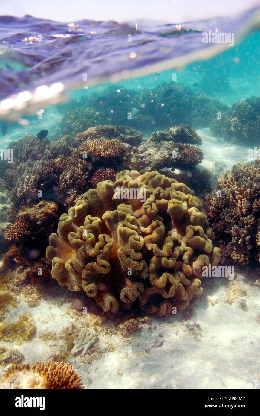 Soft corals Sarcophyton sp in shallow lagoon at Cape Farquhar Ningaloo ...