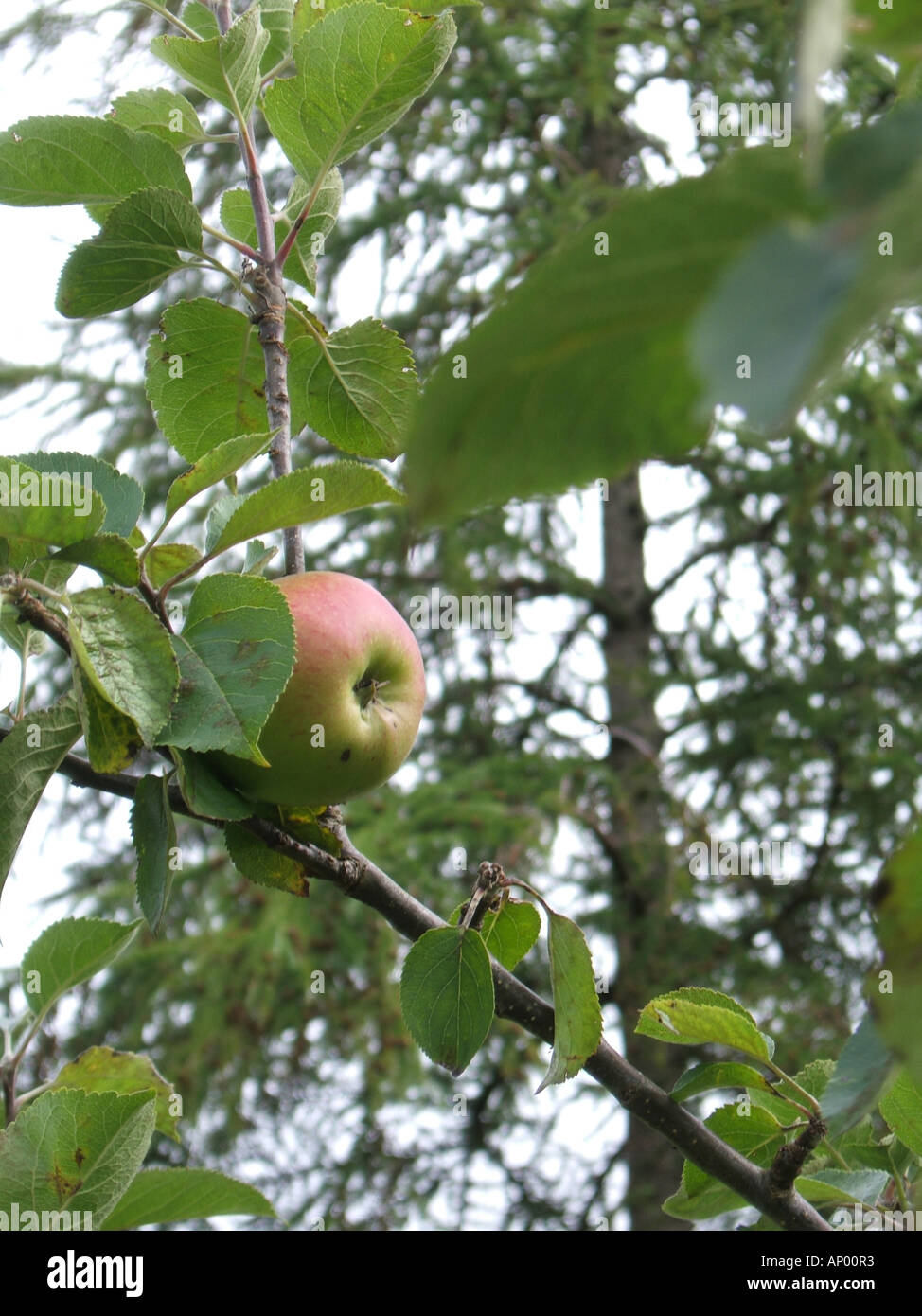 one apple in tree Stock Photo - Alamy