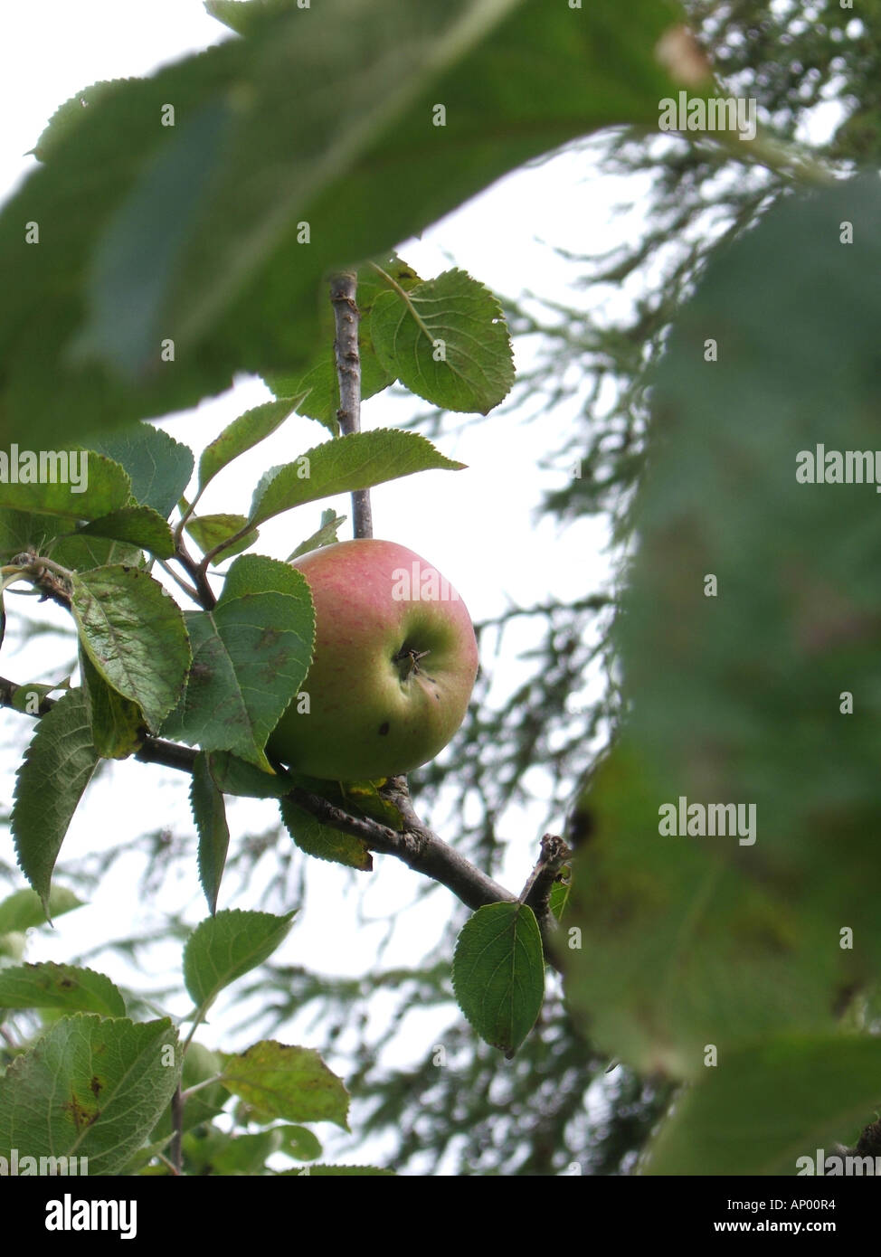one apple in tree Stock Photo - Alamy