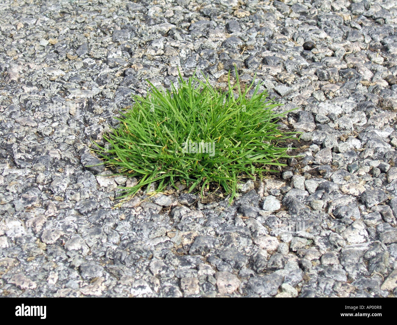 one round tuft of grass growing on concrete stone street surface Stock ...