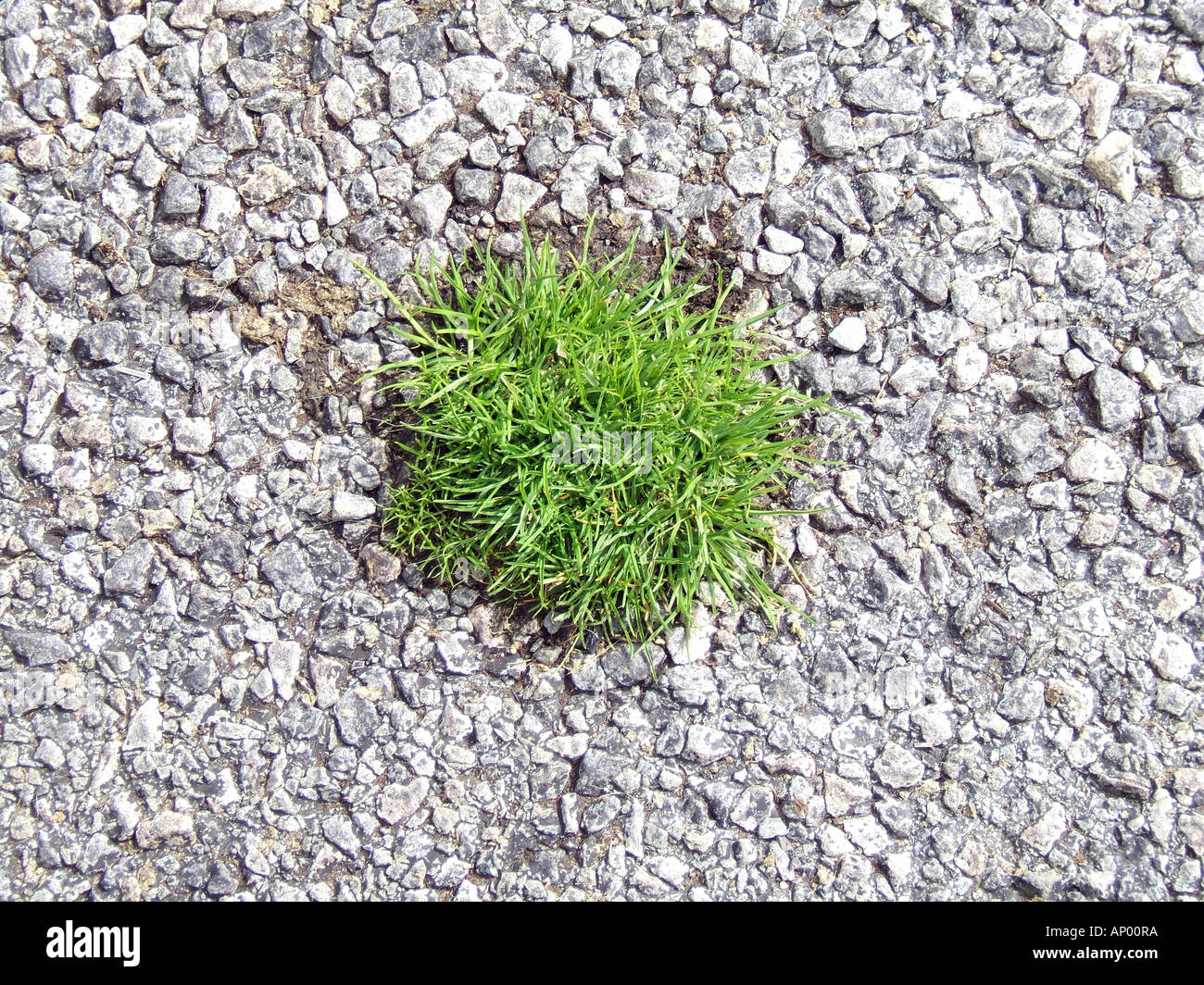 one round tuft of grass growing on concrete stone street surface Stock ...