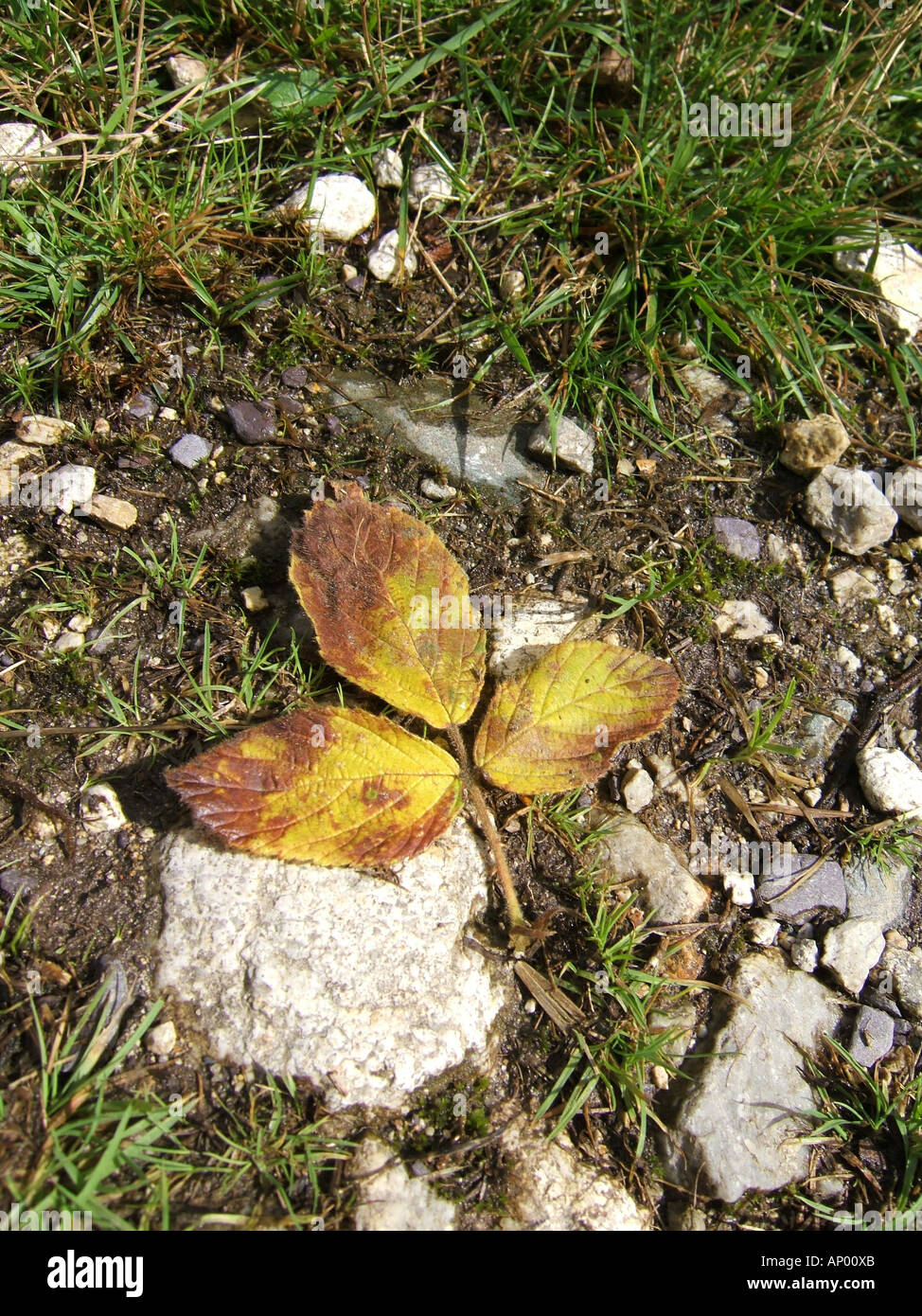bramble bush leaves Stock Photo - Alamy