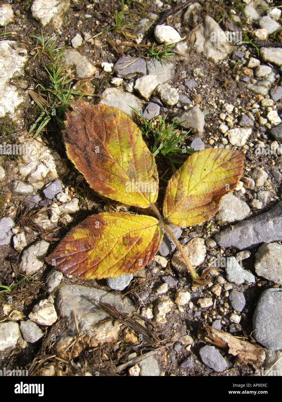 Dead bramble leaf hi-res stock photography and images - Alamy