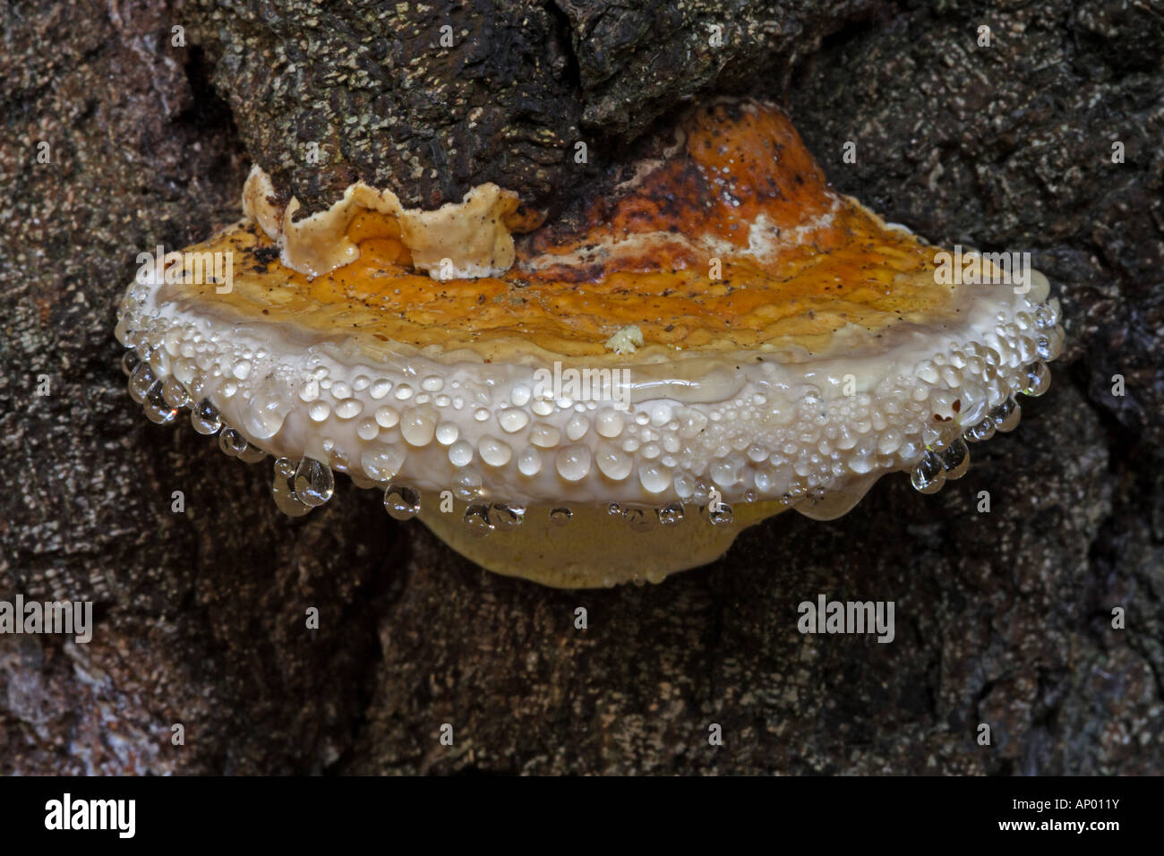 Red Banded Polypore / Fomitopsis pinicola Stock Photo - Alamy