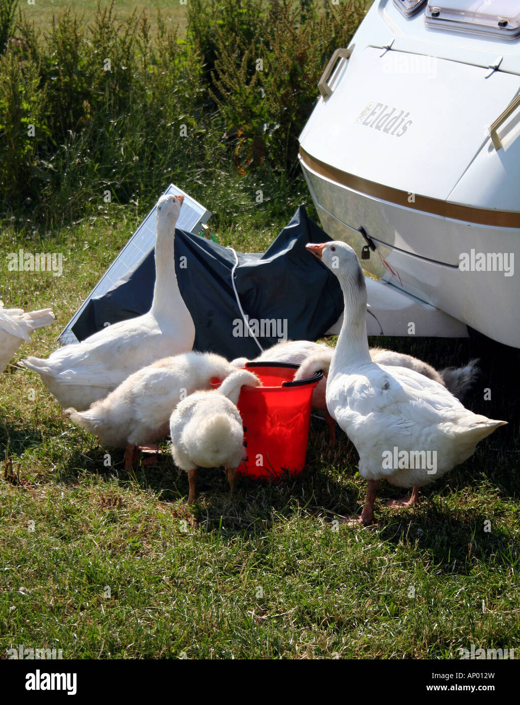 Embden geese having a drink Stock Photo - Alamy