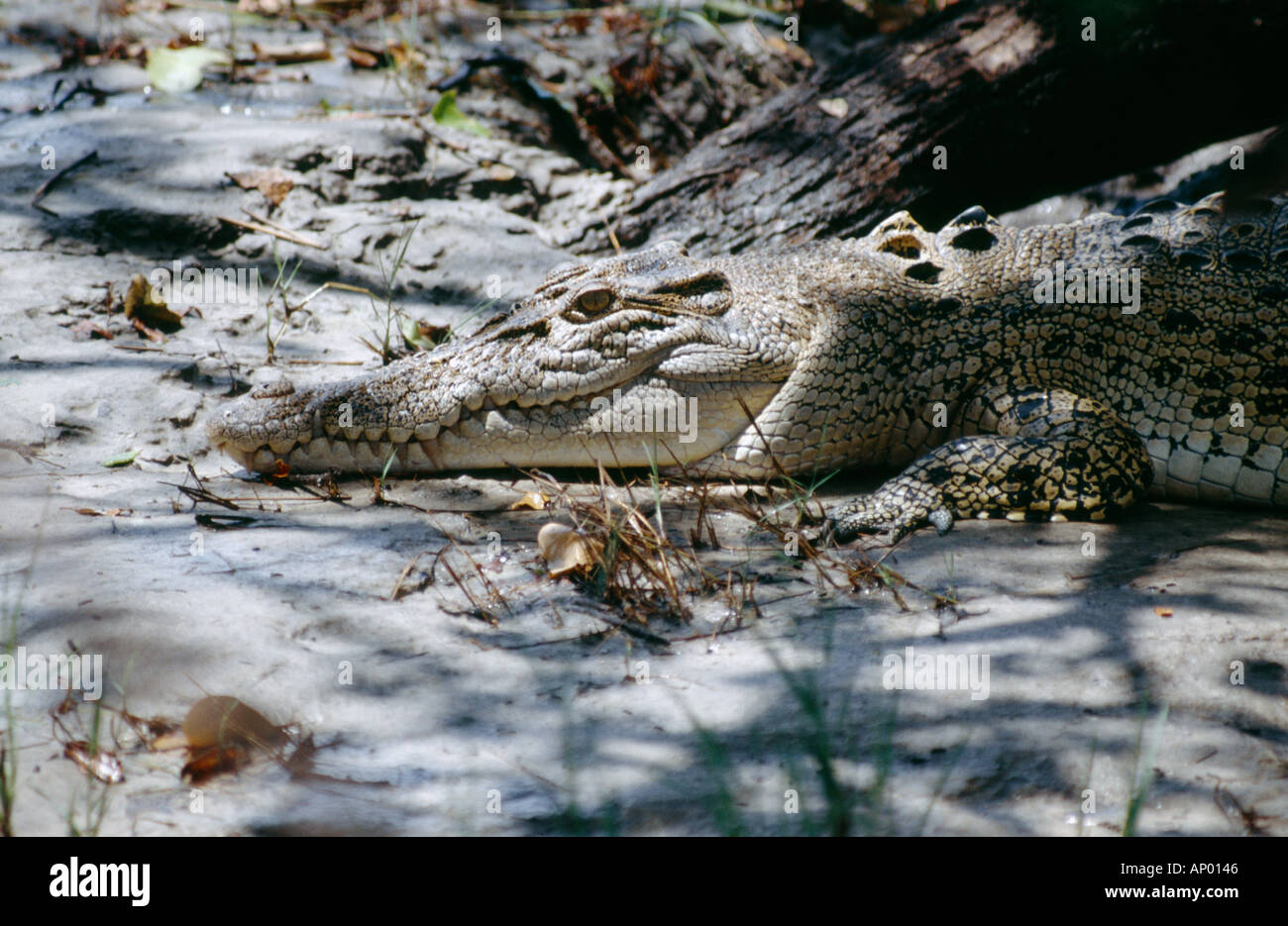Kakadu Australia Aligator River Saltwater Crocodile Stock Photo - Alamy