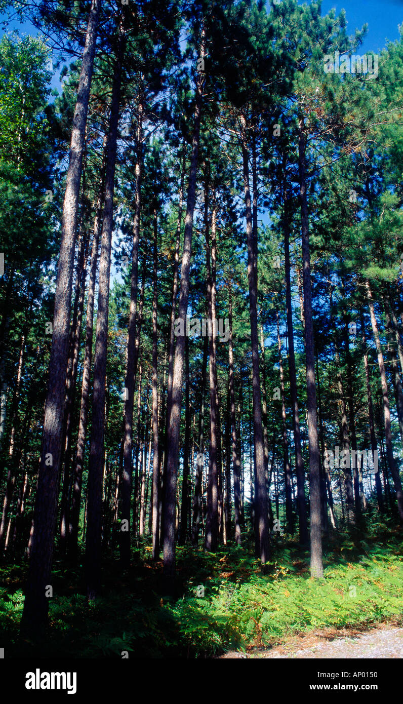 Ontario Canada Petroglyphs Provincial Park Conifer Trees Stock Photo ...