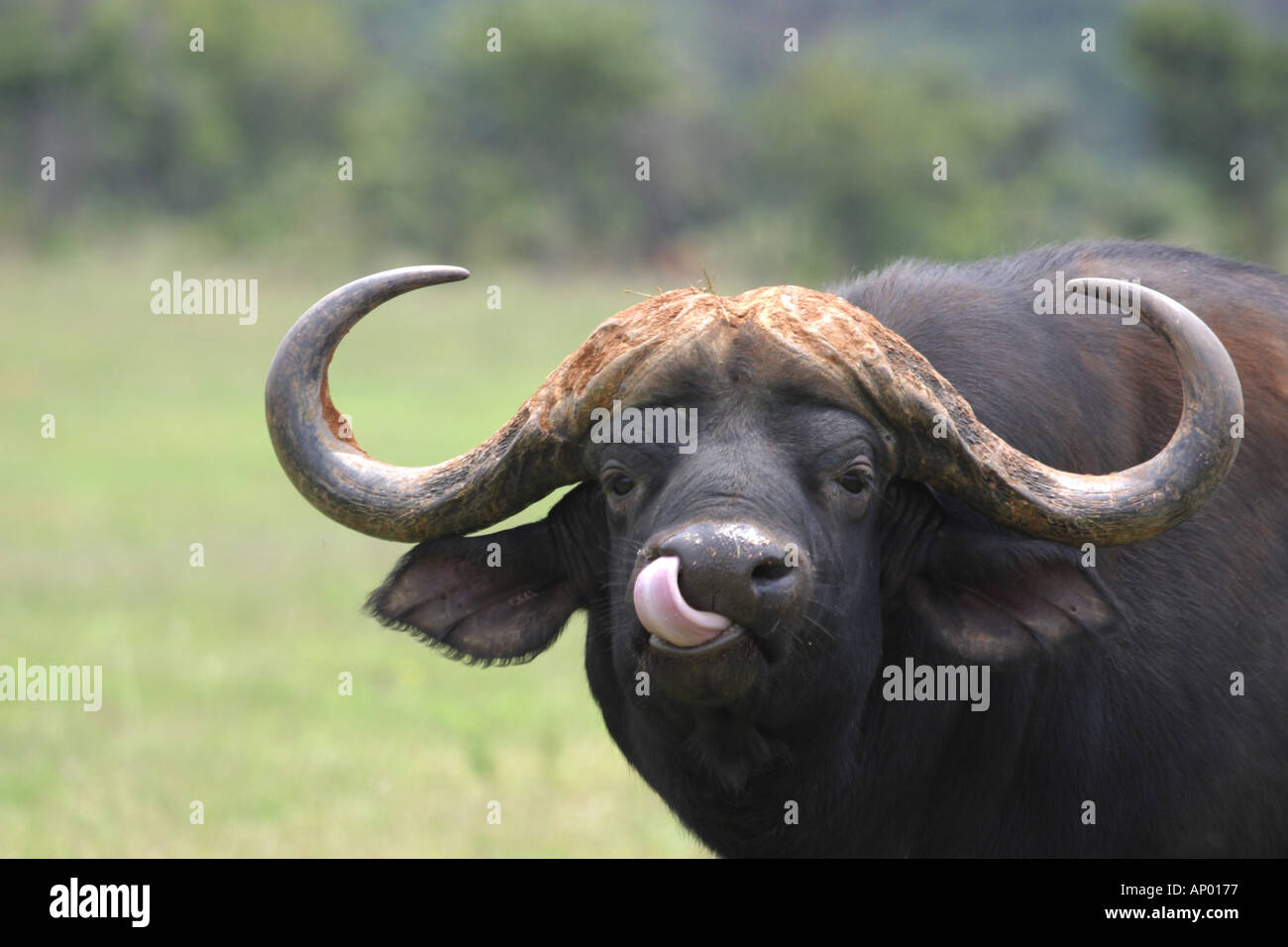 Buffalo licking nostril Stock Photo - Alamy