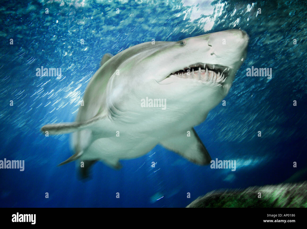 Tiger shark attack hi-res stock photography and images - Alamy