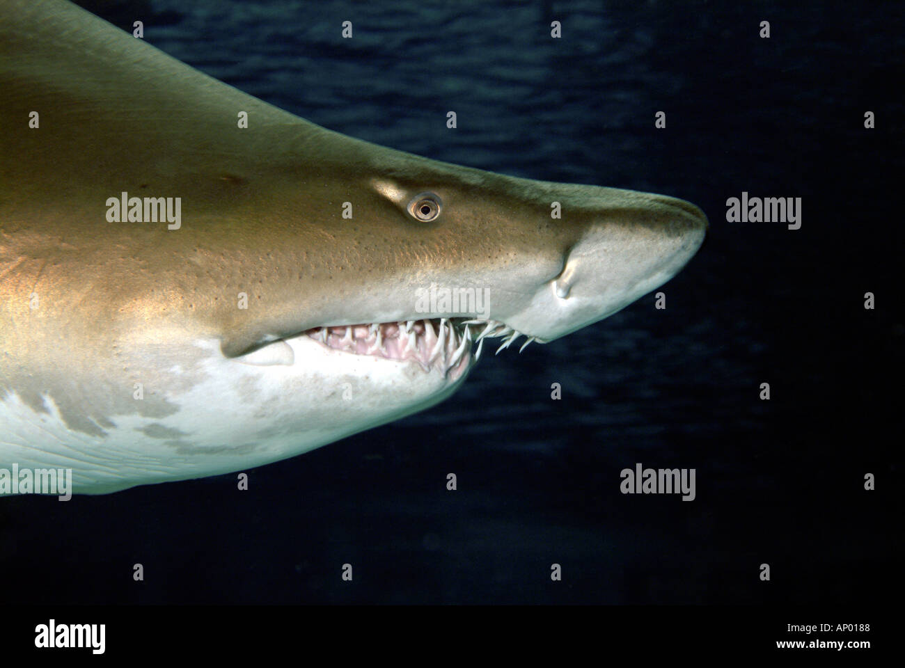 Sand Tiger shark profile Stock Photo - Alamy