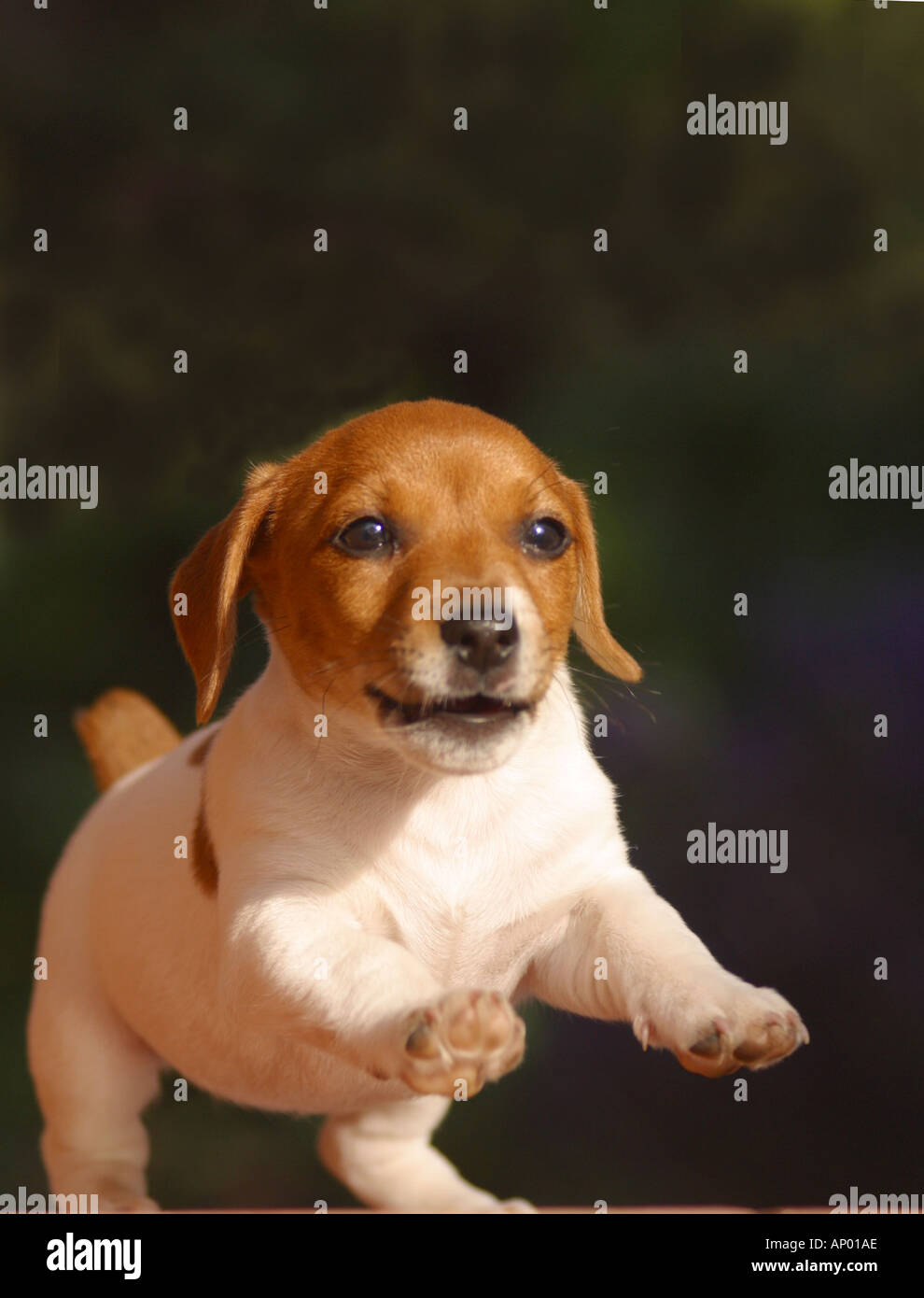 Puppy outdoors Jack Russell terrier puppy happy playing jumping Stock ...