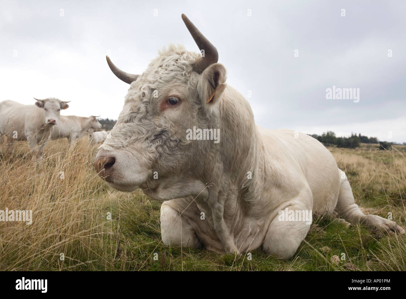 A Charolais bull (Bos taurus domesticus), in Auvergne (France).Taureau ...