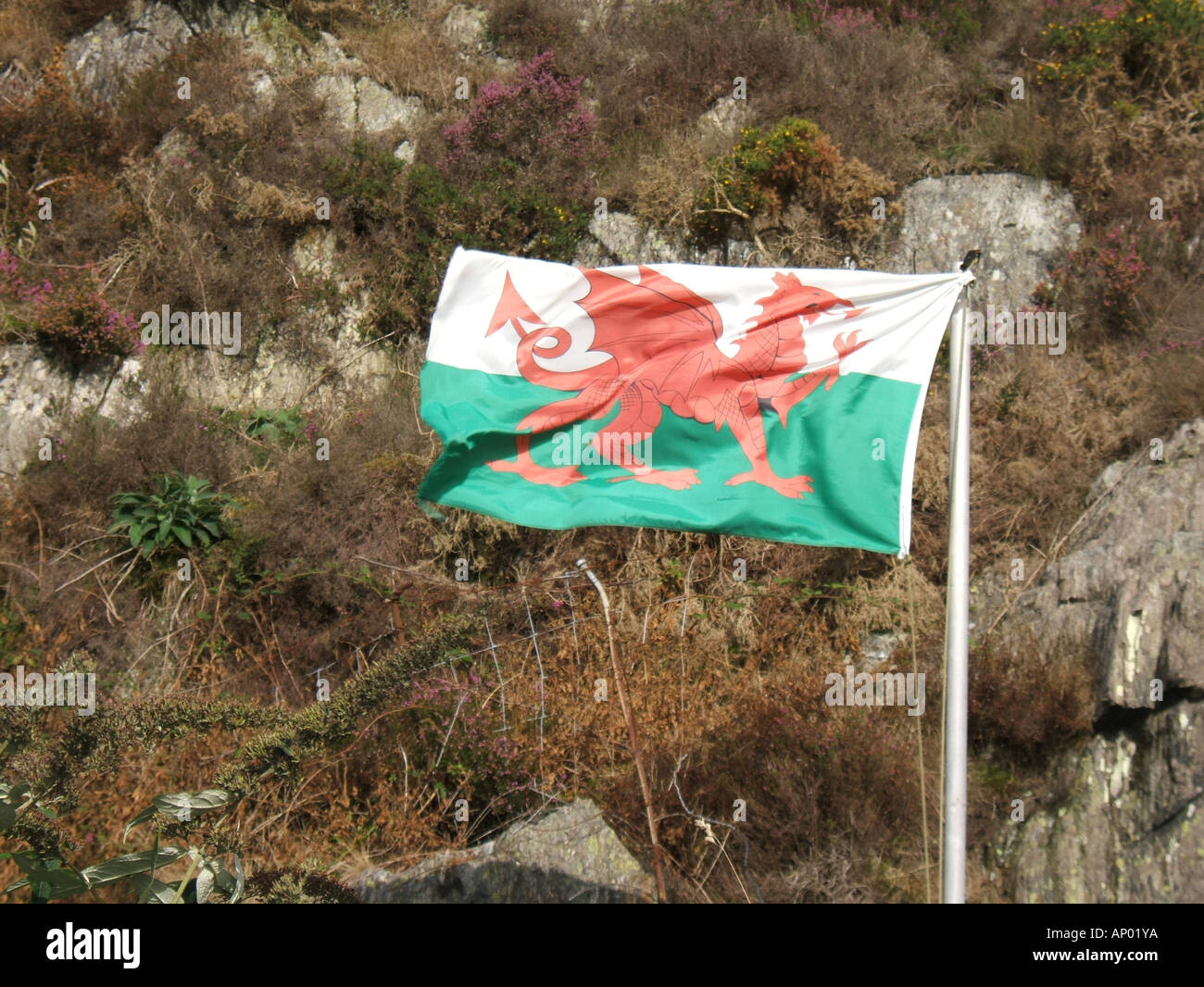 welsh flag in snowdonia wales Stock Photo - Alamy