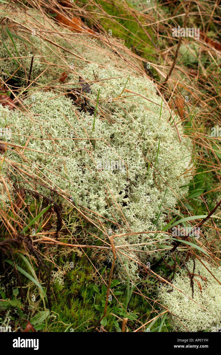 Devon bank hi-res stock photography and images - Alamy