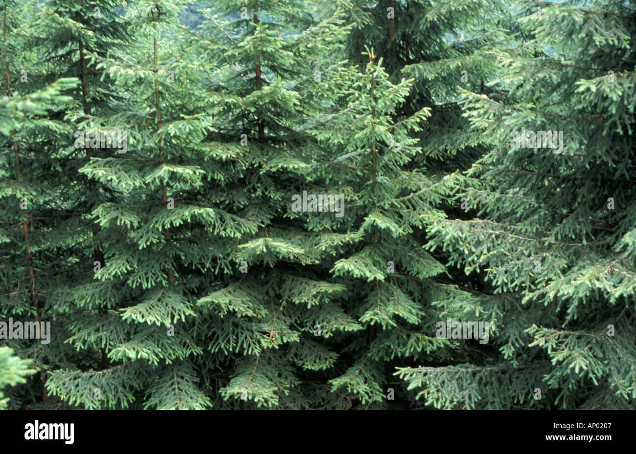 forest of spruce trees Stock Photo - Alamy