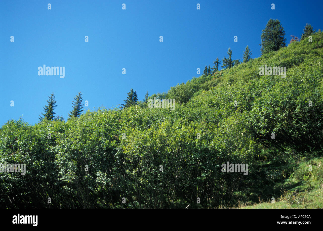 Green alder alnus viridis alnus hi-res stock photography and images - Alamy