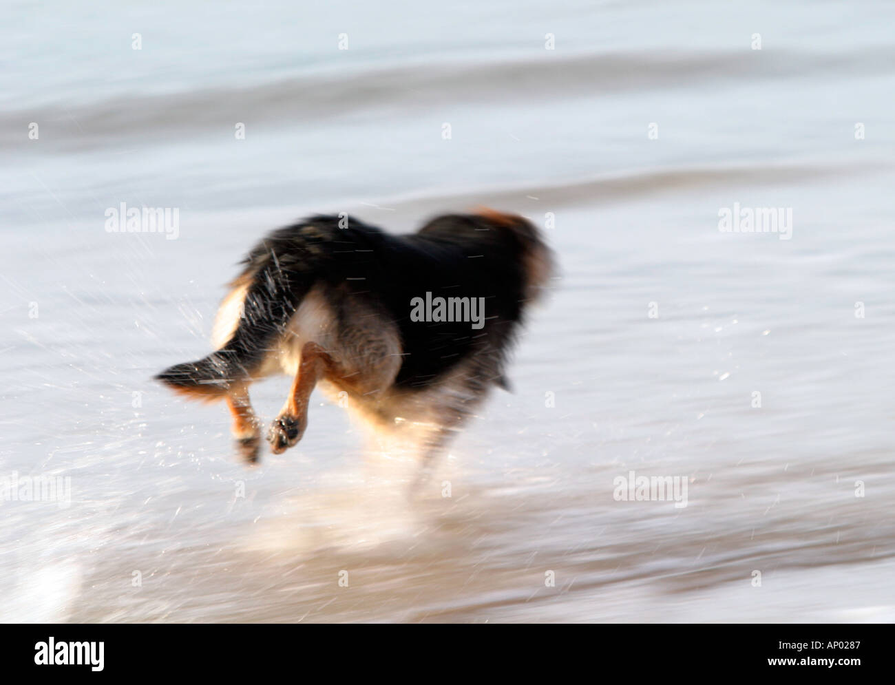 Dog running in sea from behind Stock Photo - Alamy