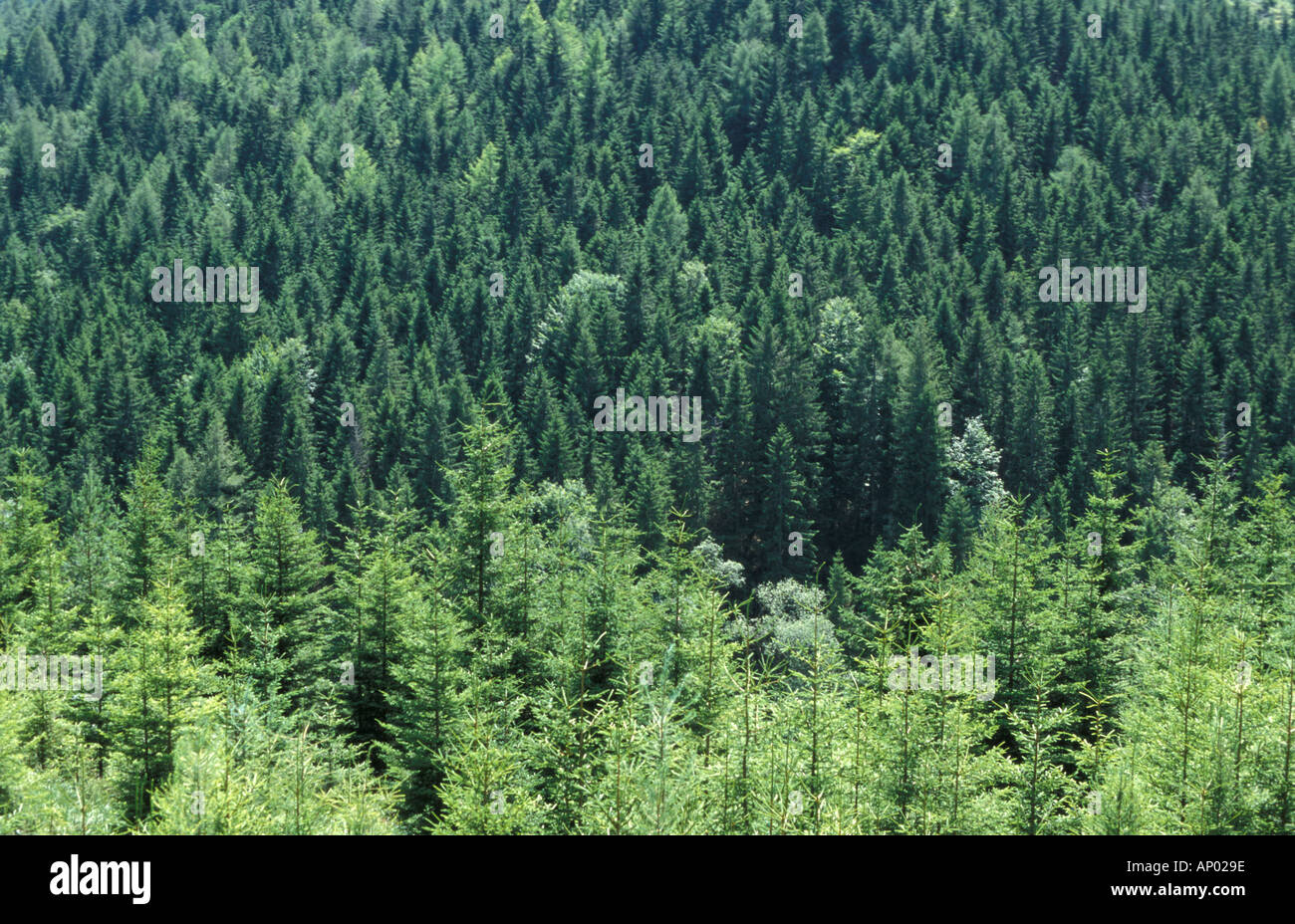 Tree spruce row hi-res stock photography and images - Alamy