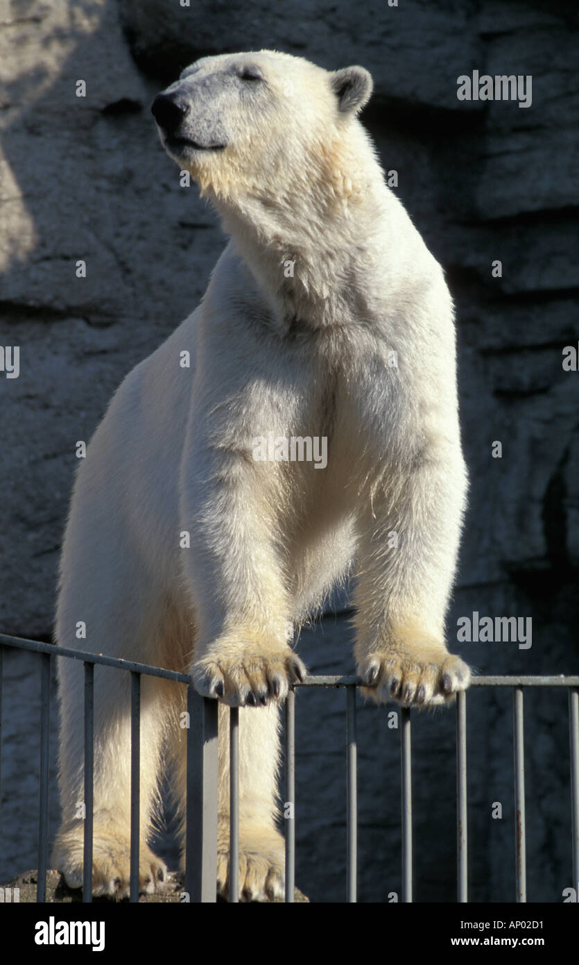 ice bear in zoo Stock Photo - Alamy