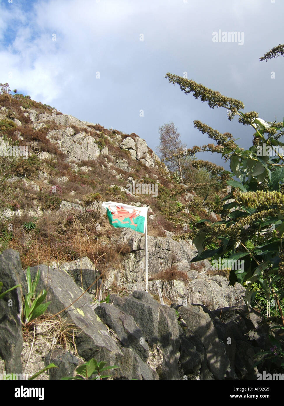 welsh flag in snowdonia wales Stock Photo - Alamy