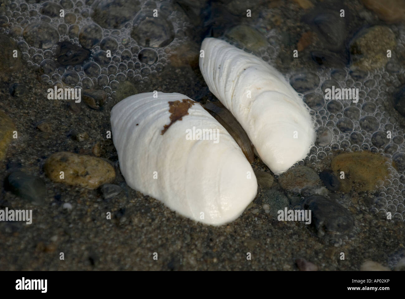 open white clam shell at sandy and rocky beach with bubbles from water ...