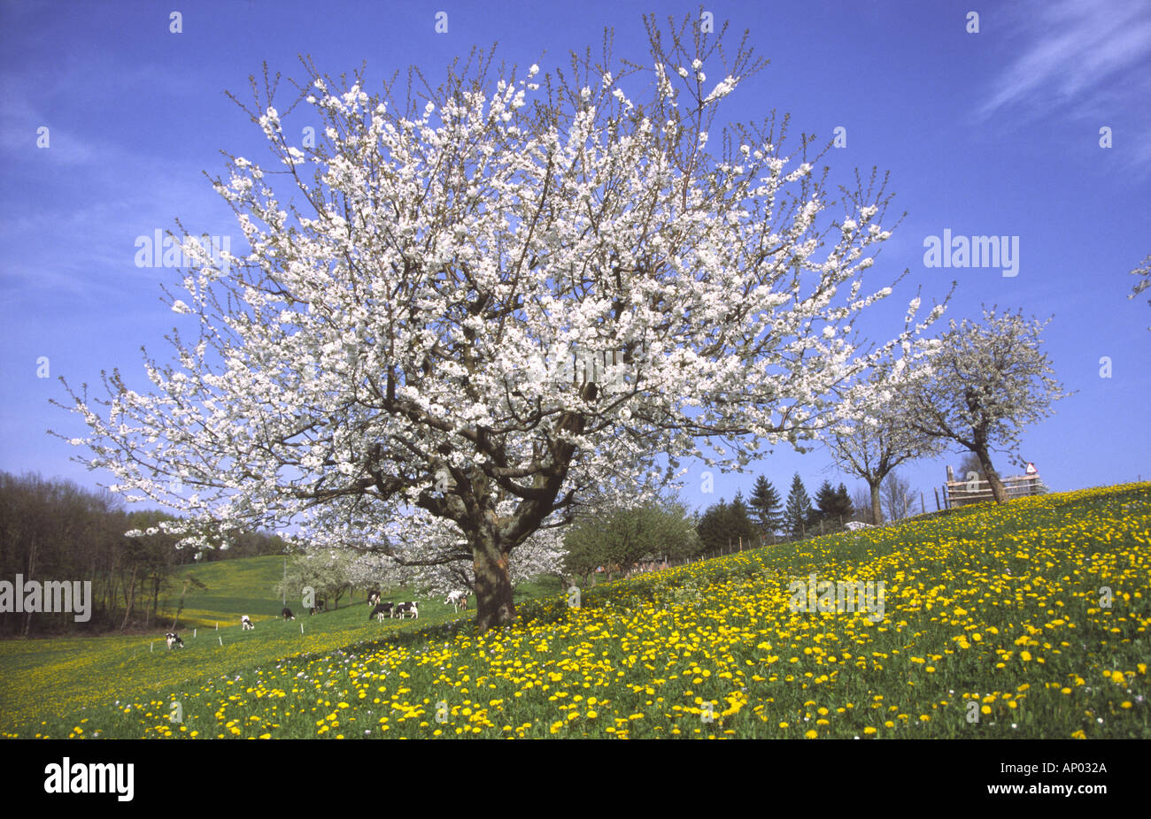 Colours of Spring Stock Photo - Alamy